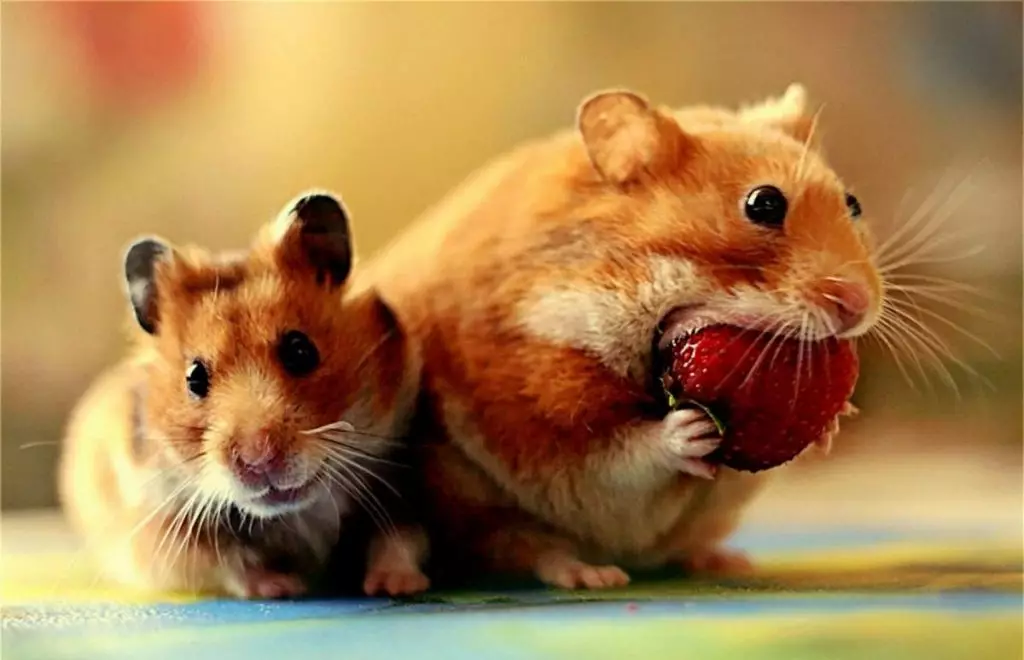 Atáirgeann hamsters go tapa agus fásann siad go tapa.