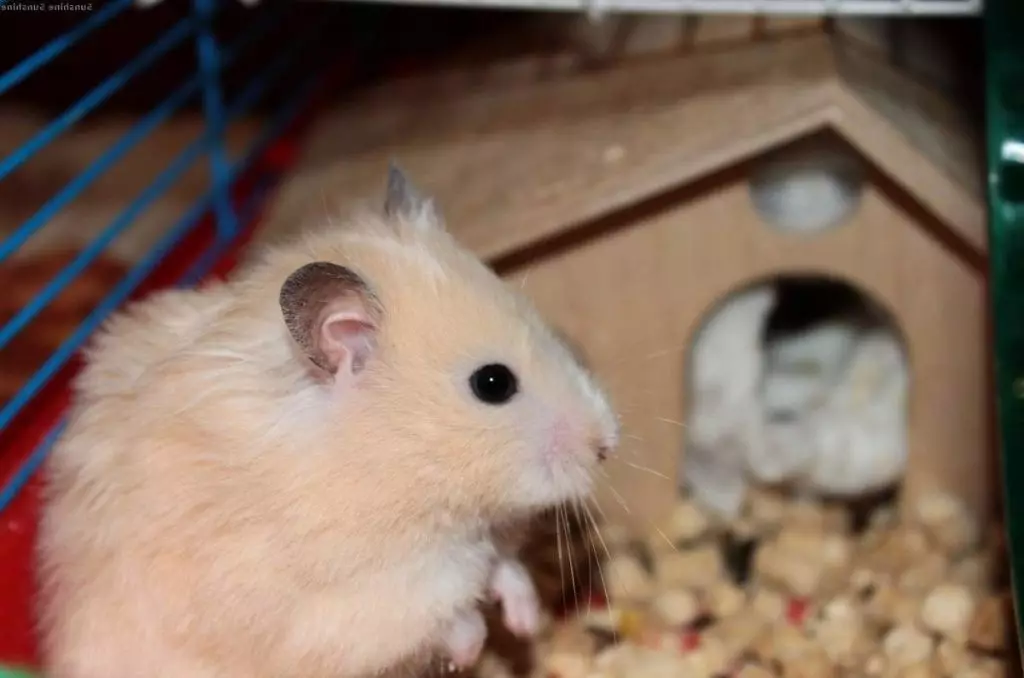 I hamster