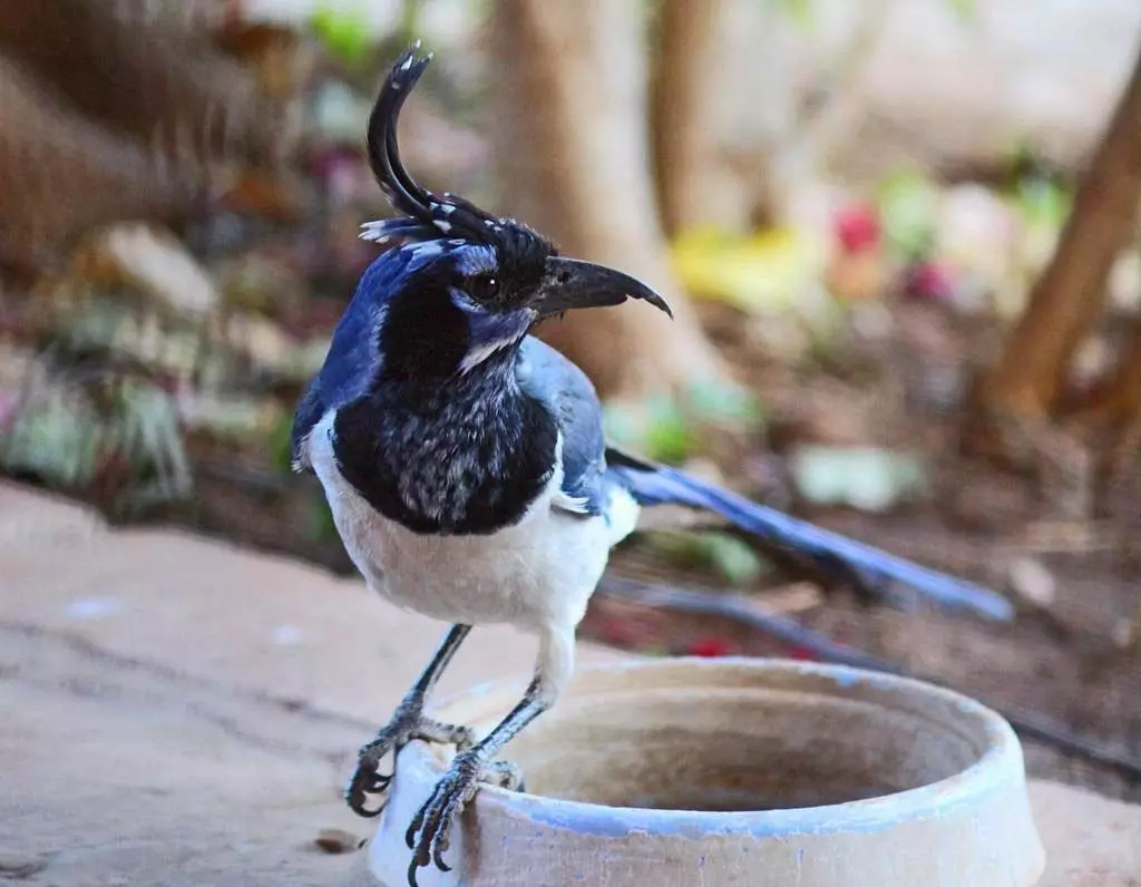 Black -throated magpie jay - atụmatụ akparamagwa na ọrụ nnụnụ na okike