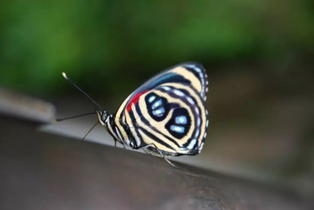 Kallikora yra neįtikėtinai gražus spalvingas atogrąžų drugelis.