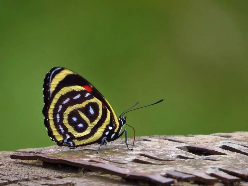 Шарената шема на крилјата им помага на пеперутките да се одбранат од непријателите.