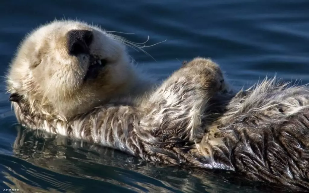 眠っているカワウソはとてもかわいく見えます。