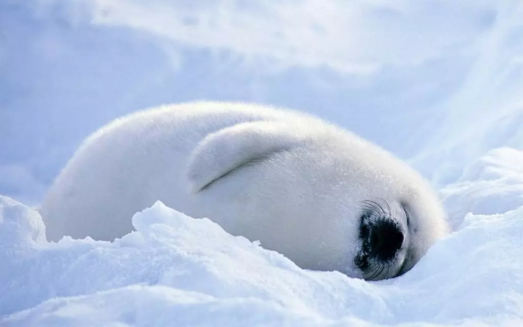 Sleeping seal.