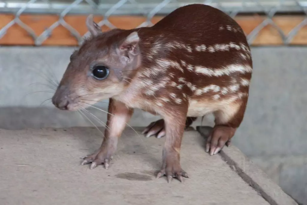 Paca (Cuniculus paca) ဖြစ်သည်။