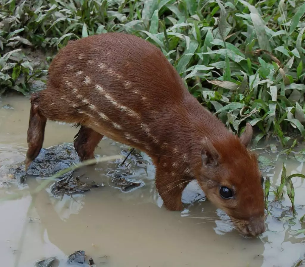 In caso di pericolo, i pacchi si nascondono nei corpi idrici, dove rimangono immersi nell'acqua per un tempo piuttosto lungo o si congelano fino a mezz'ora.