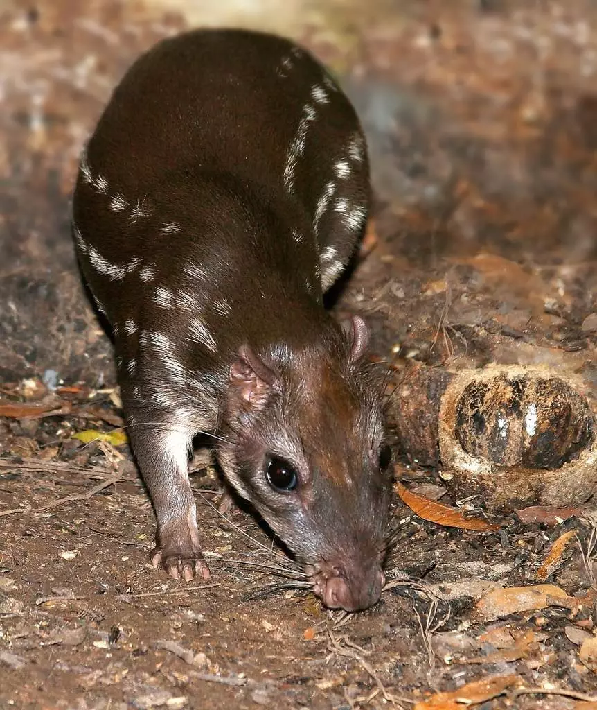 パックは草食動物です。食べ物はアボカド、マンゴー、種子に基づいています。