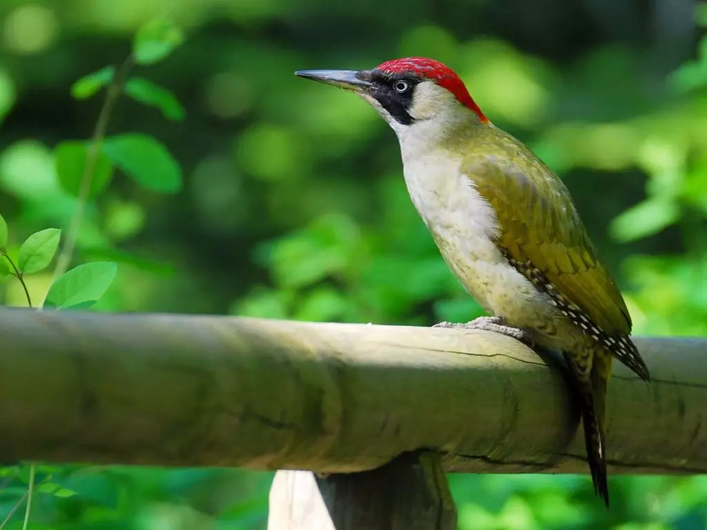 Green woodpecker (Picus viridis).