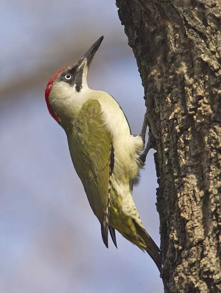 Este pájaro carpintero se distingue fácilmente por su color verde oliva en la parte superior del cuerpo.