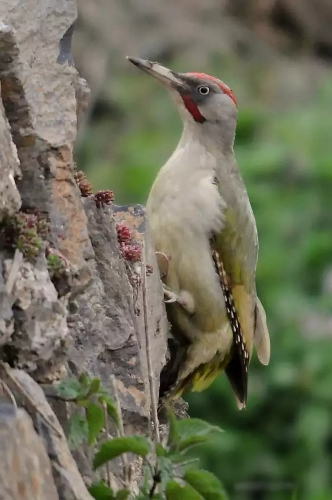 Oleh kerana penyisipan burung pelatuk hijau ke tempat bersarang tertentu, burung yang sama sering bertemu kembali pada tahun-tahun berikutnya.