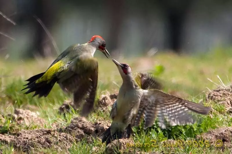 Setkaní ptáci se nejprve navzájem pronásledují, znovu se sejdou, dotknou se zobákem, poté samec rituálně nakrmí samici, která obvykle předchází páření.