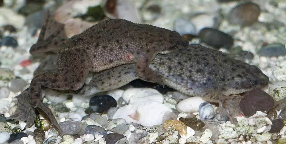 Akakwatirana, chachimuna chimasiya chachikazi. Pamene tadpoles amatuluka, yaikazi imachotsa chipolopolo chakale kumbuyo, chifukwa cha ichi amapaka pamiyalayo.