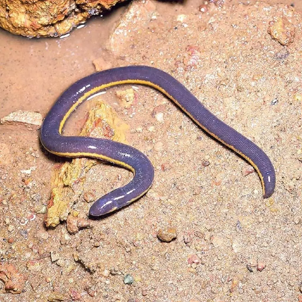 Balık yılanı (Ichthyophiidae).