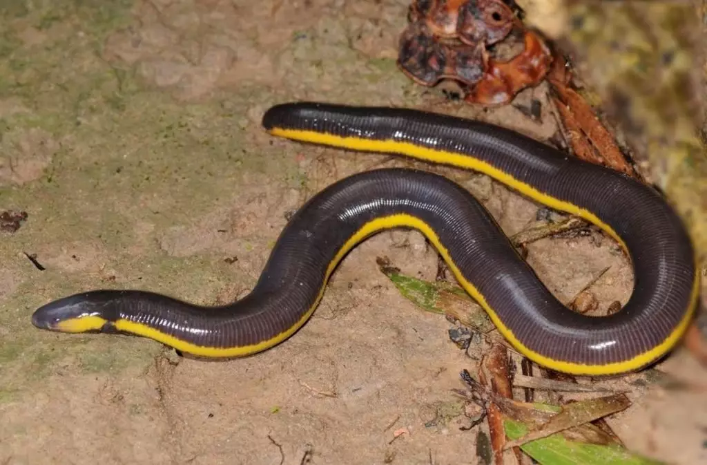 Njoka ya nsomba ya Ceylon (Ichthyophis glutinosus).