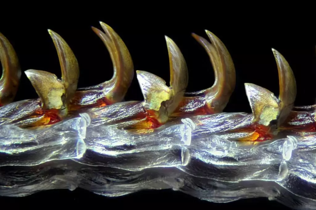 Radula mdomoni mwa konokono. Kifaa hiki husaidia clam katika kusaga chakula. Ukuzaji wa 40x. (Mikopo ya Picha: Michael Crutchley, Wales, Uingereza)