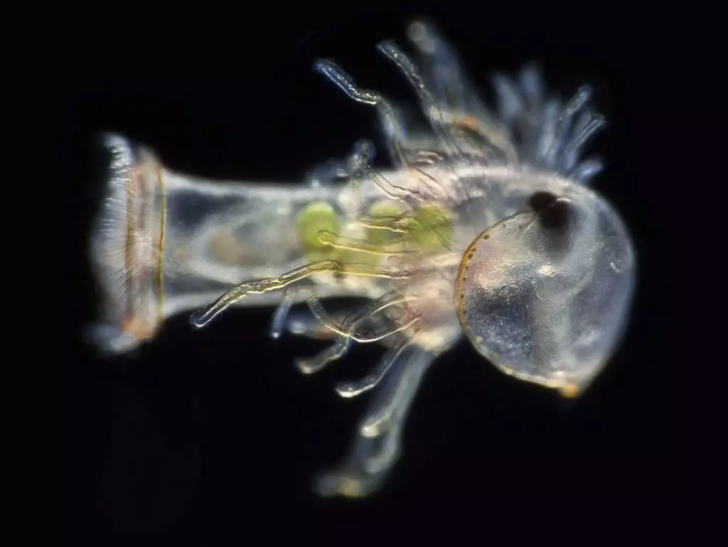 Phoronide larve. 450x fergrutting. (Foto troch Dr. Richard R. Kirby, UK).