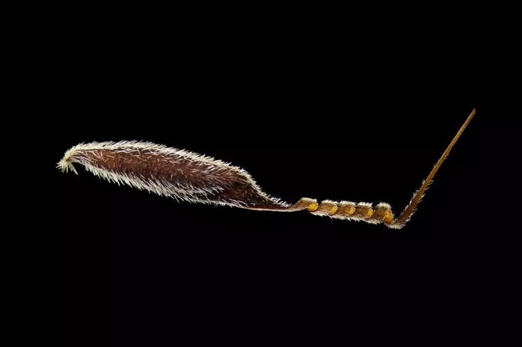 เมล็ดหญ้าออสเตรเลีย (Austrostipa nodosa) กำลังขยาย 5 เท่า (ภาพโดย Viktor Sykora, ปราก, สาธารณรัฐเช็ก)