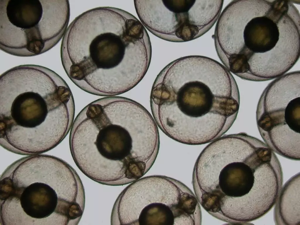 Loban fisk embryo's. 40x fergrutting. (Foto troch Hannah Sheppard-Brennand, NSW, Austraalje)