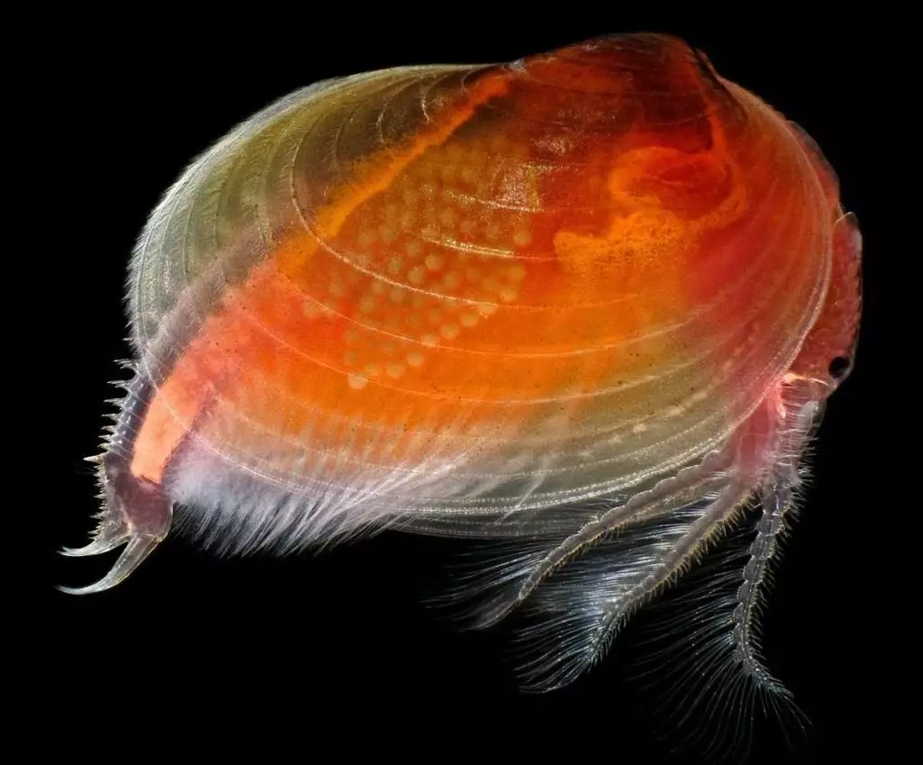 Mollusk Cyzicus mexicanus. Ukuzaji wa 25x. (Picha na Ian Gardiner, Canada).