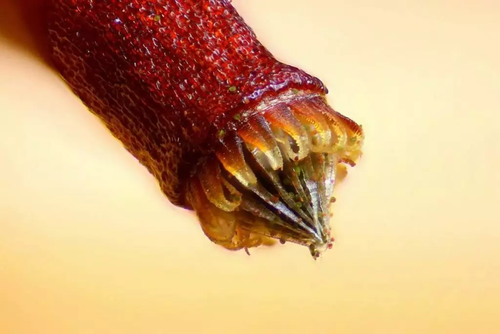 Bào tử rêu từ chi Bryum. (Ảnh của Henri Koskinen, Helsinki, Phần Lan).