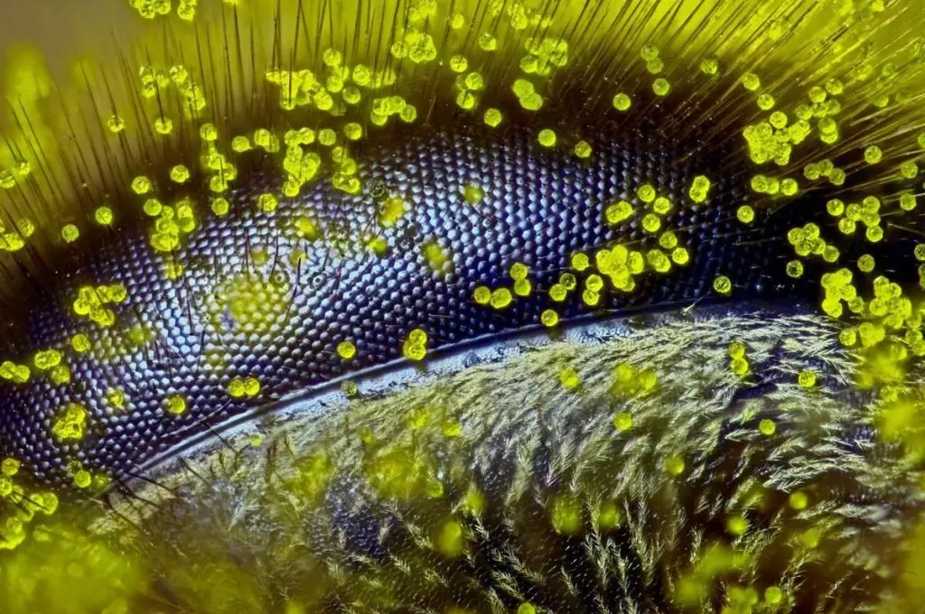 Mshindi wa Mashindano ya Dunia Ndogo ya Nikon ya 2015. Jicho la nyuki lililofunikwa na poleni ya dandelion. Ukuzaji wa 120x. (Mikopo ya Picha: Ralph Claus Grimm, Queensland, Australia).