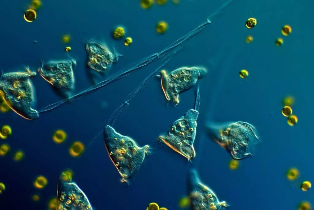 Colonie d'organismes unicellulaires (ciliates de Carchesium). Grossissement 160x. (Photo d'Arturo Agostino, Italie).