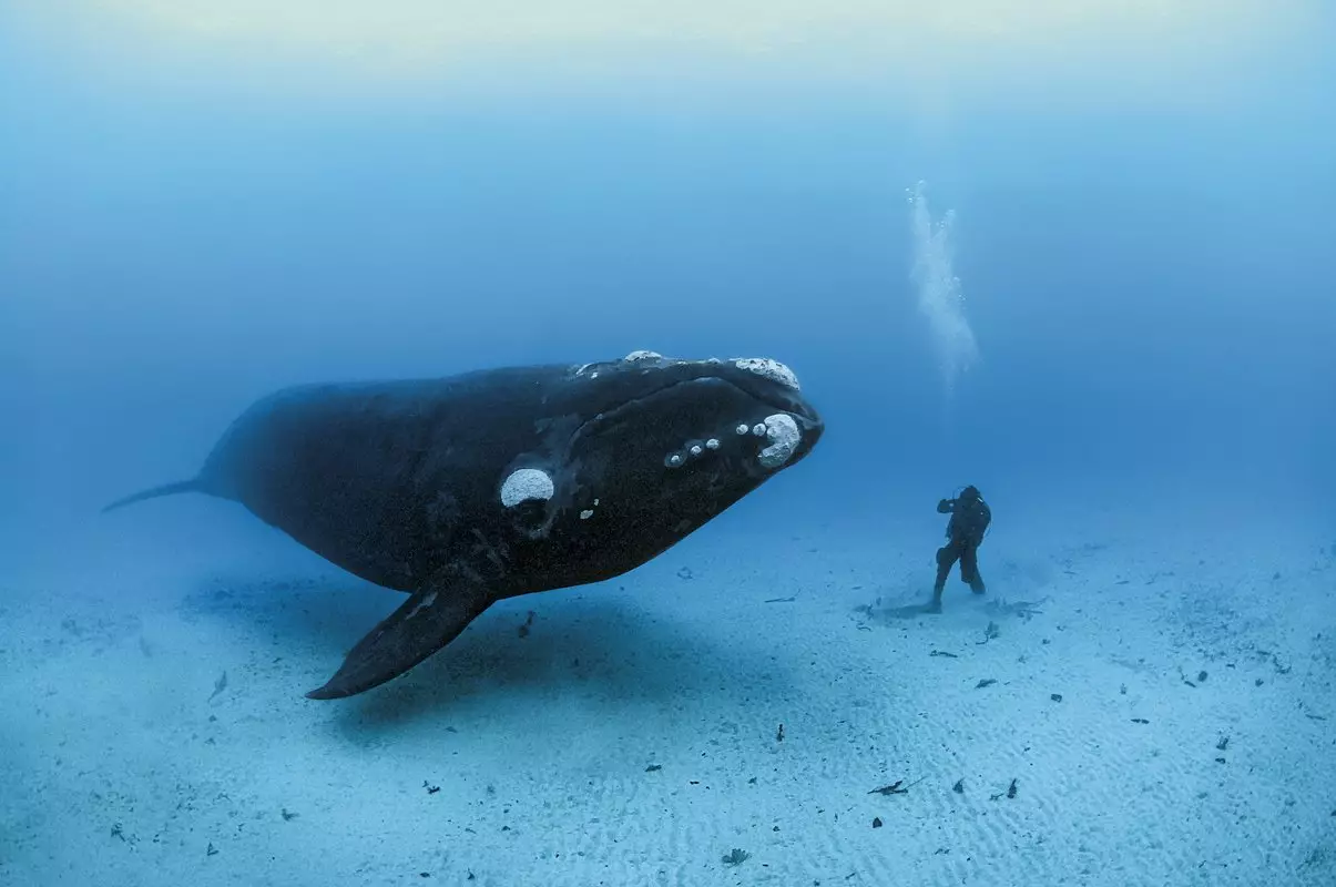 Ang pinakalumang mammal ay umutang sa edad nito sa malamig na hilagang tubig.