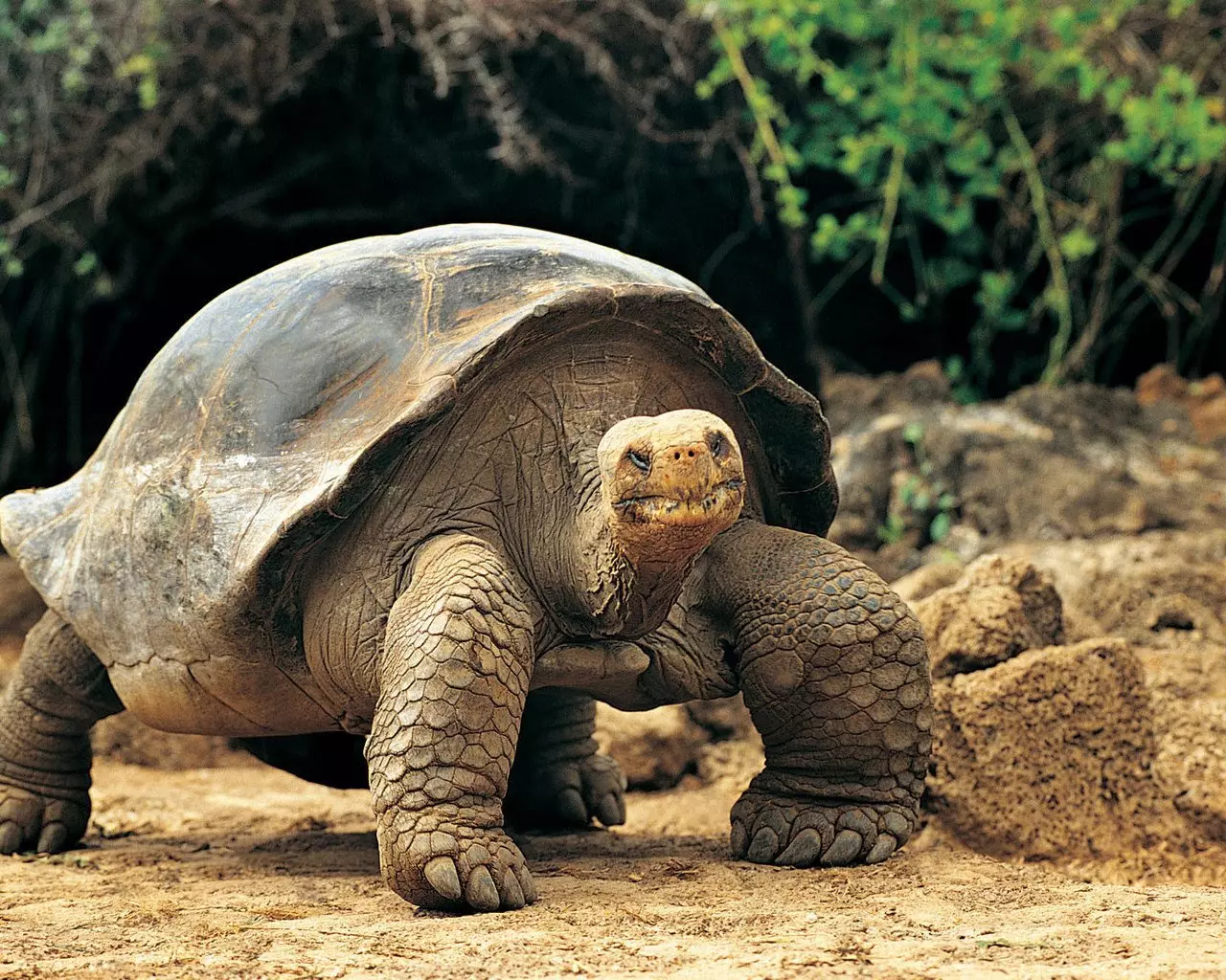 Homoj delonge rimarkis, ke la vivo de testudo povas esti tre longa.