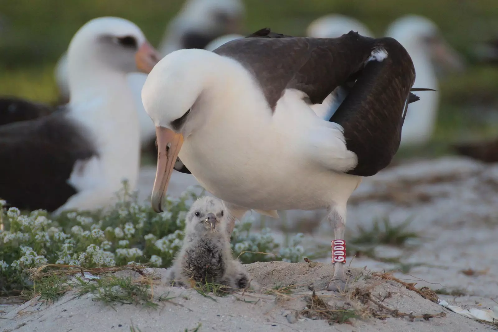 Ang pinakalumang albatross sa buong mundo kasama ang sisiw nito.