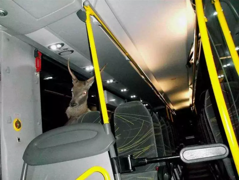 En Autriche, un chevreuil a percuté un bus à travers le pare-brise