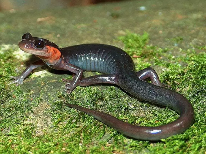 Las salamandras del bosque son activas por la noche y al anochecer (pueden estar activas durante el día después de la lluvia).