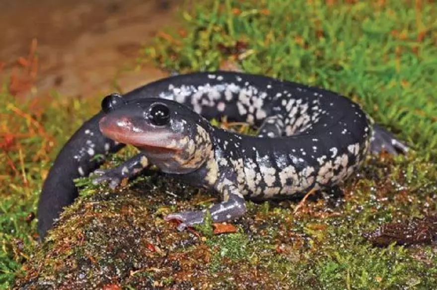 Samci branijo ozemlje in odganjajo druge moške salamandre.