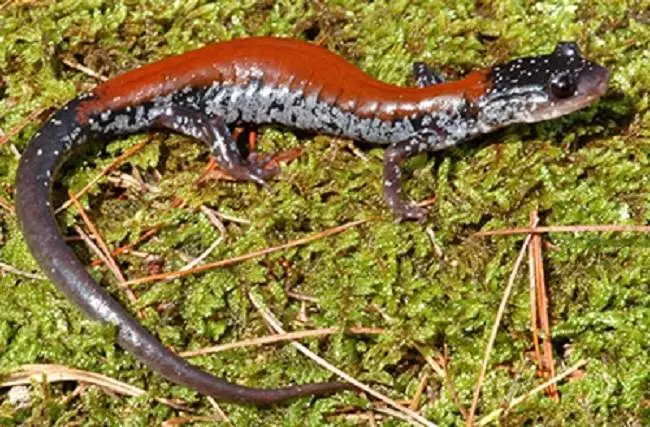 Las salamandras de lomo rojo se esconden en las hojas caídas, debajo de los árboles, en los tocones todos los días, pueden cavar madrigueras en un suelo suave y húmedo.