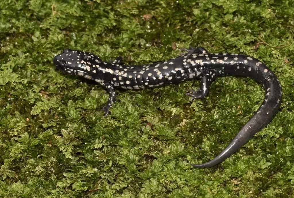 Drobne ličinke salamanderjev imajo sprva kratke zunanje škrge, ki izginejo po nekaj dneh.