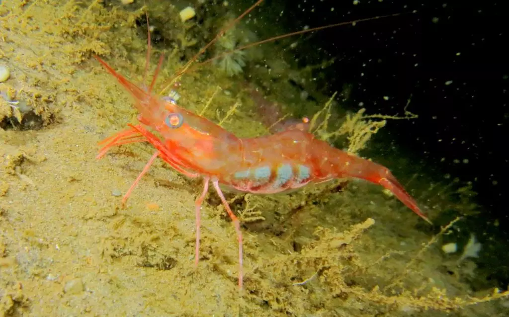 Meryema Bakur (Pandalus borealis)