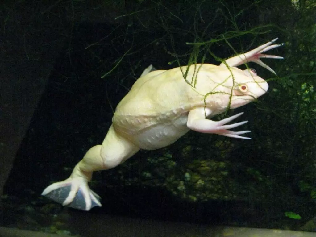 Ọfụfụ na -egbu maramara (Xenopus laevis).