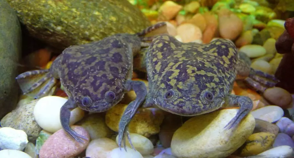 Xenopus مینڈکوں کی افزائش کے لیے ، ان کے ایکویریم میں پانی کا درجہ بڑھانا چاہیے۔