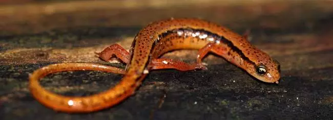 As larvas das salamandras aquáticas podem se desenvolver apenas na água.