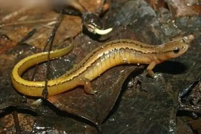 A salamandra de água Sanmarcos não tolera água suja, por isso vive apenas perto de nascentes limpas.