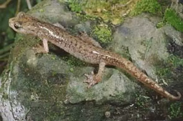 A salamandra das cavernas é un habitante de covas de pedra calcaria.