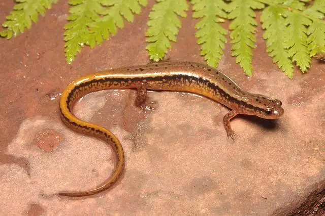 Salamandra de dúas liñas (Eurycea bislineata).