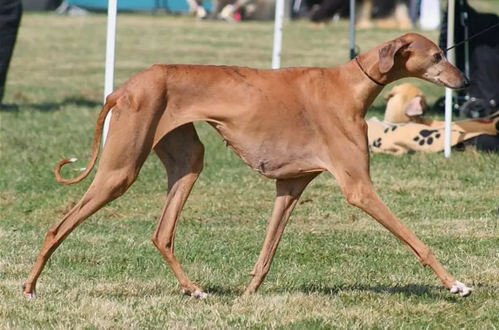 Un cane di razza Azawakh.