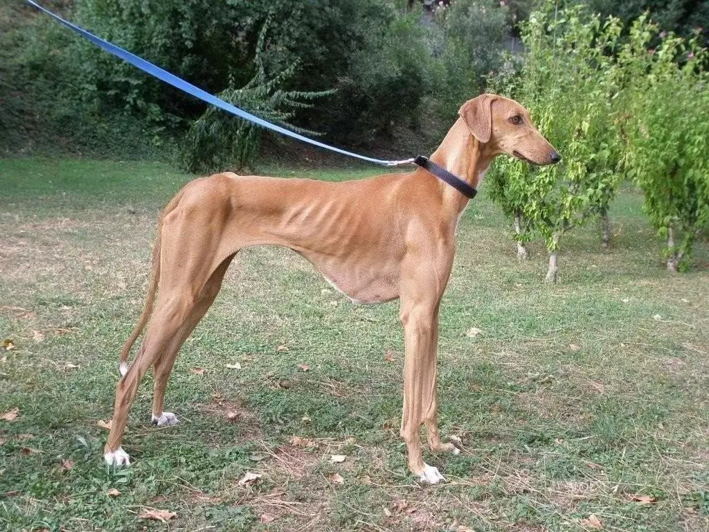 Gli Azawaki sono cani con uno scheletro sviluppato.