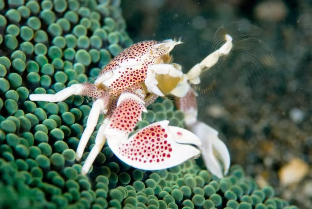 Anemone posliinirapu (Neopetrolisthes maculatus)