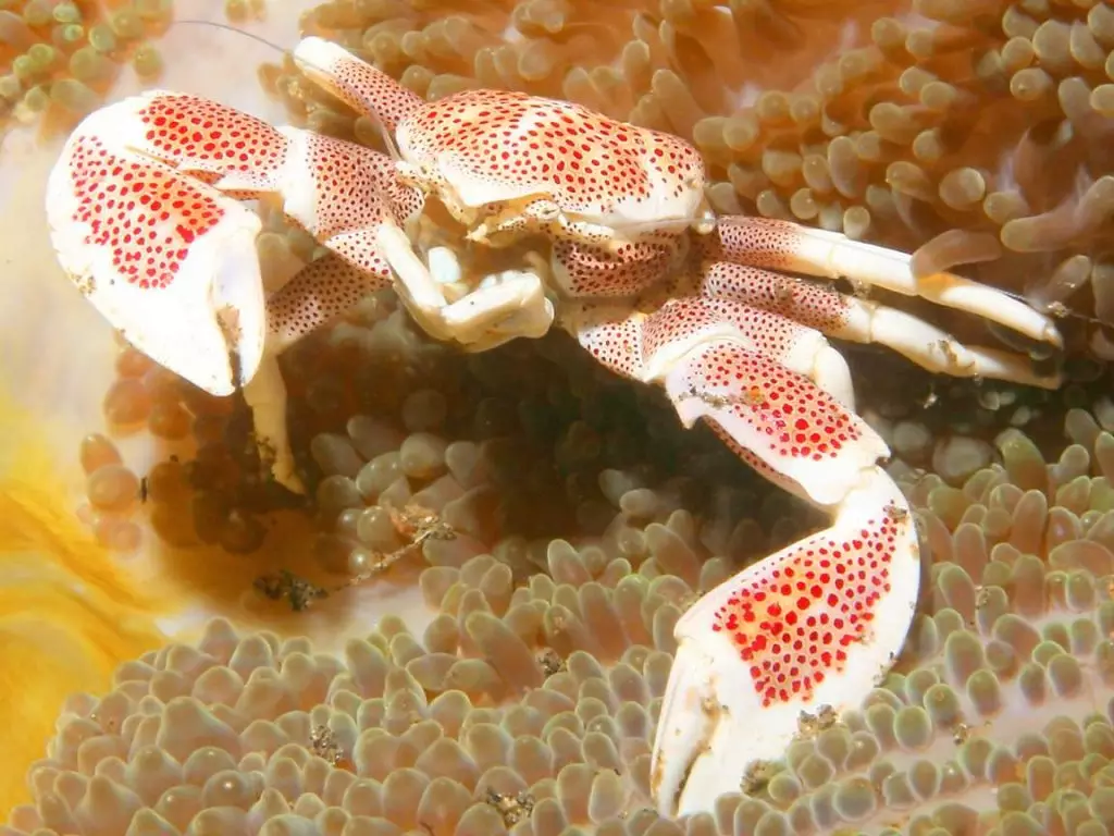 Porcelánový krab Anemone (Neopetrolisthes maculatus)