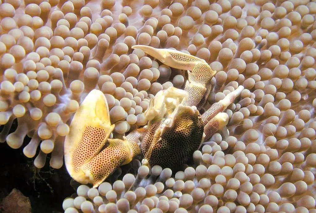 Porcelánový krab Anemone (Neopetrolisthes maculatus)