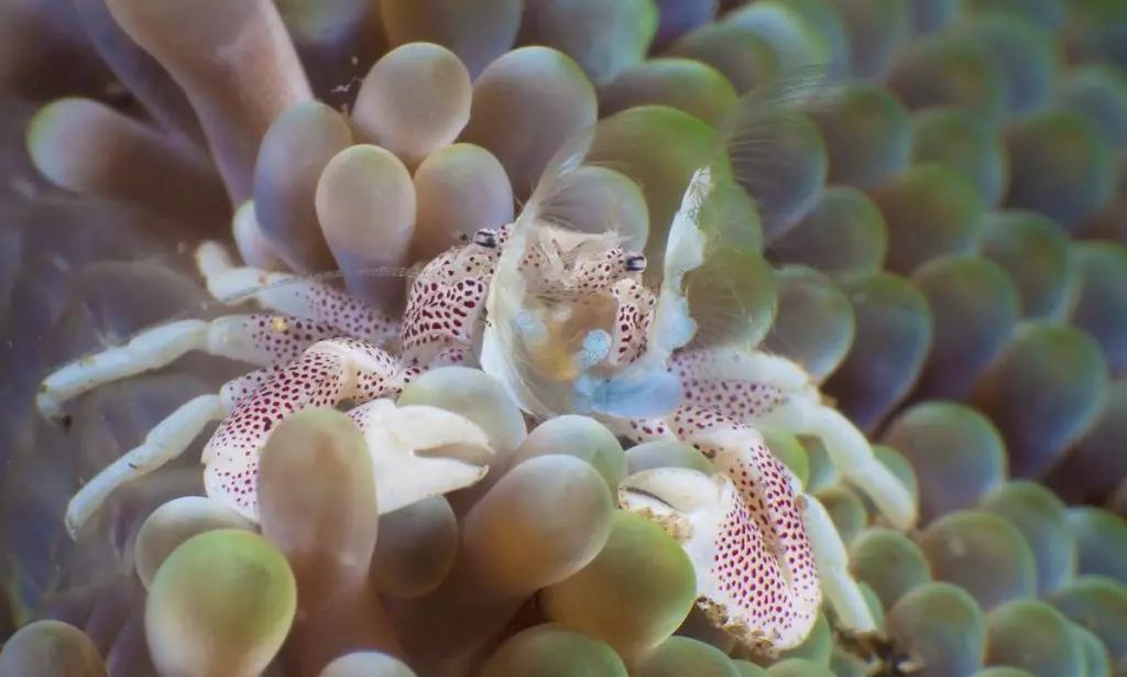 Anemone posliinirapu (Neopetrolisthes maculatus)