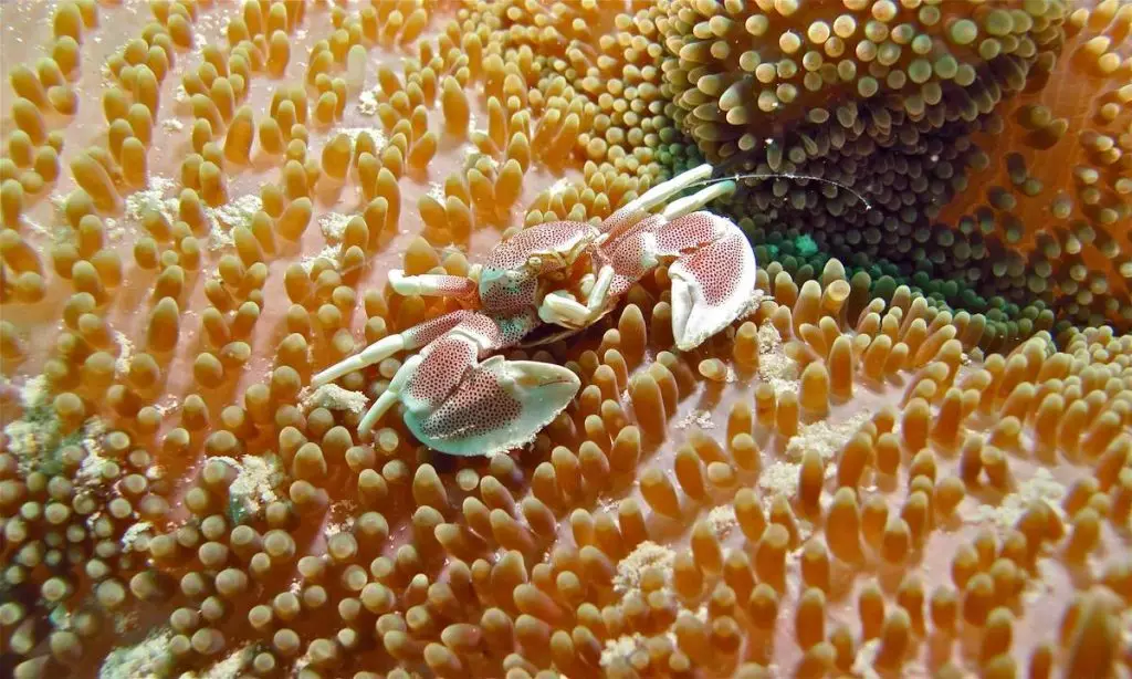 Caranguejo-da-porcelana-anêmona (Neopetrolisthes maculatus)