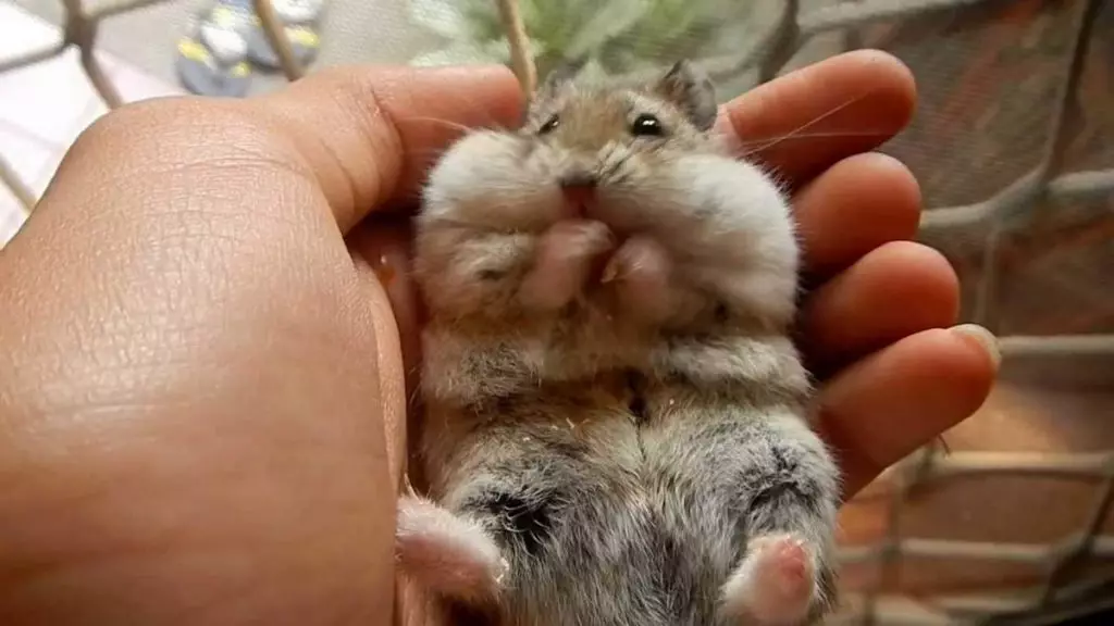 Cara ngrawat hamster.