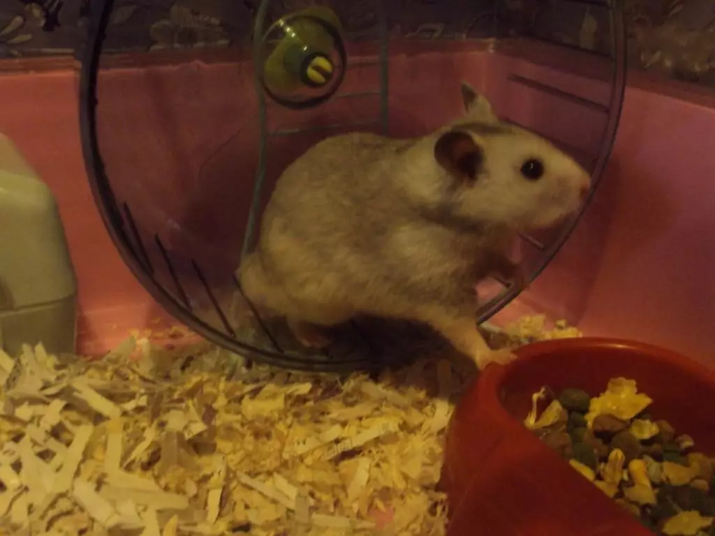 Hoe kinne jo hamster fiede om it sûn te hâlden.
