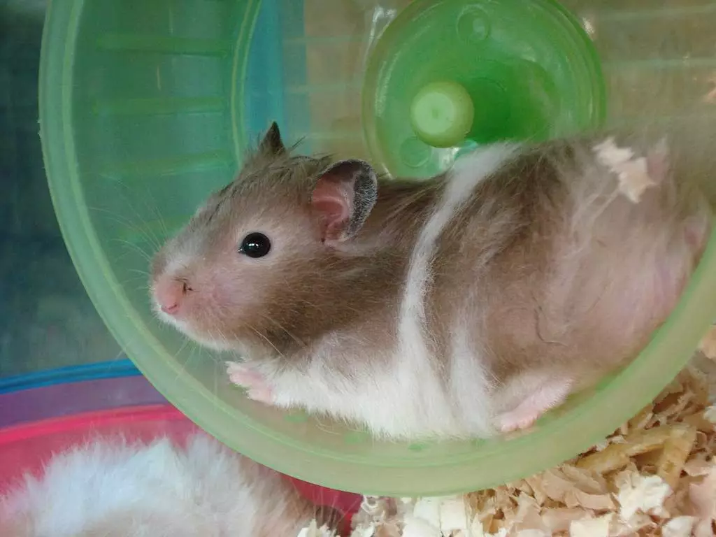Guriga Hamster: maxay noqon doontaa?